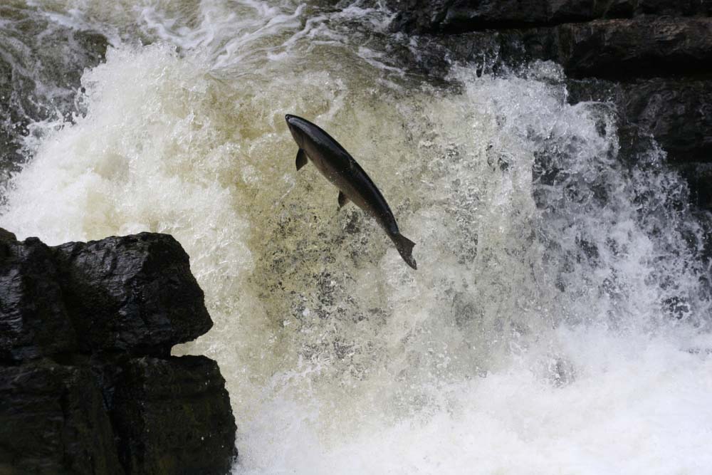 Farm Raised vs. Wild Caught Fish - Ask Dr. Ernst