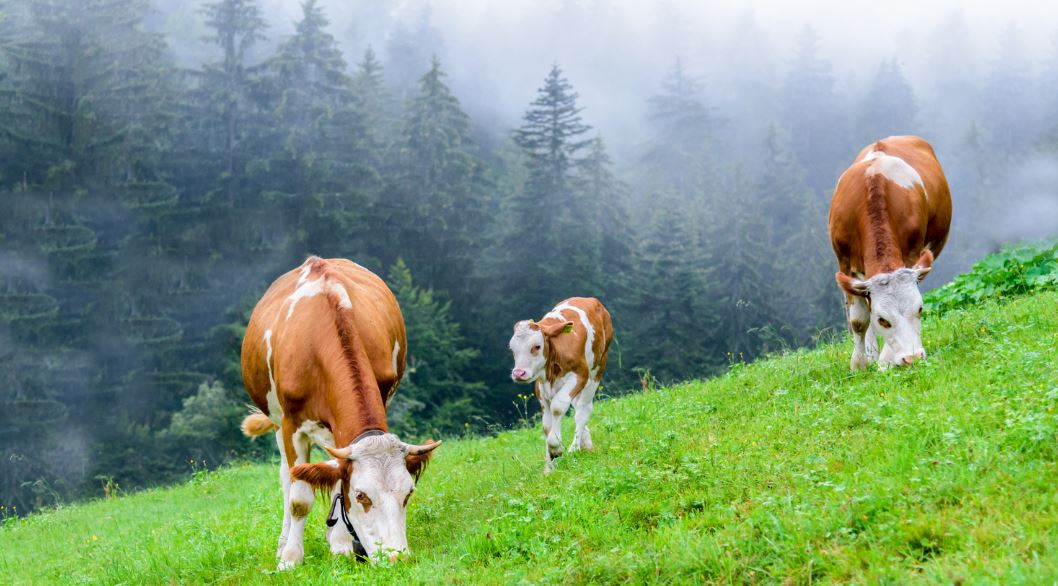 The Importance Of Grass-Fed / Grass Finished Red Meats - Ask Dr. Ernst